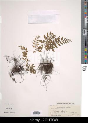Asplenium affine Sw Asplenium affine Sw Stock Photo - Alamy