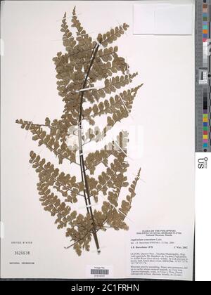 Asplenium cuneatum Lam Stock Photo - Alamy