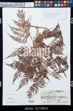 Calochlaena straminea Labill MD Turner RA White Calochlaena straminea ...