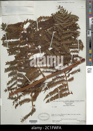 Cyathea fulva M Martens Galeotti Fe Stock Photo - Alamy