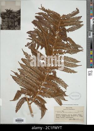 Cyathea lunulata Cyathea lunulata Stock Photo - Alamy