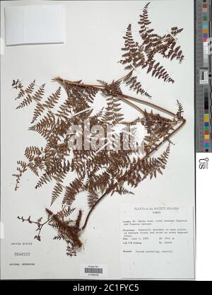 Microlepia sp Microlepia sp Stock Photo - Alamy
