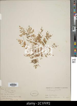Cryptogramma stelleri SG Gmel Prantl Stock Photo - Alamy