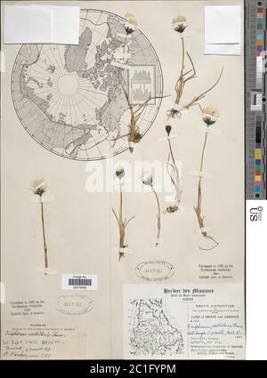 Eriophorum callitrix Cham Eriophorum callitrix Cham Stock Photo - Alamy