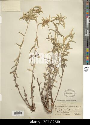 Leontopodium sinense Hemsl Leontopodium sinense Hemsl Stock Photo - Alamy