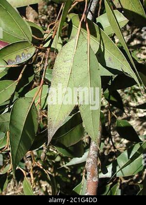 Eucalyptus robusta Sm Eucalyptus robusta Sm Stock Photo - Alamy