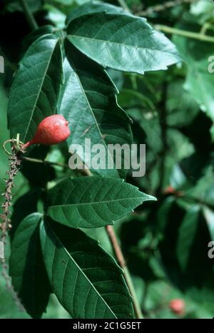 Paullinia pinnata L Paullinia pinnata L Stock Photo - Alamy