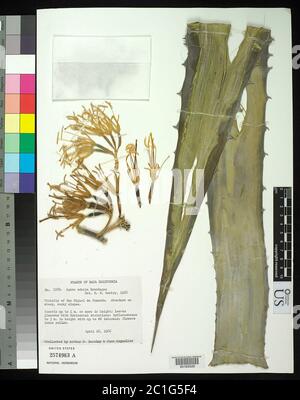 Agave sobria Agave sobria Stock Photo - Alamy