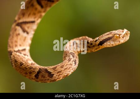 Jararaca, Pit Viper. Bothrops jararaca, Brazil, a dangerously venomous ...
