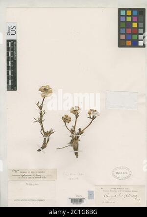 Ranunculus adoneus A Gray Ranunculus adoneus A Gray Stock Photo - Alamy