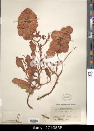 Rumex venosus Pursh Rumex venosus Pursh Stock Photo - Alamy