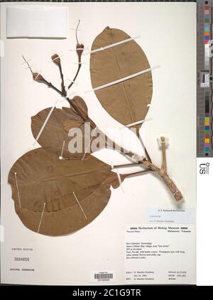 Fagraea sp Fagraea sp Stock Photo - Alamy