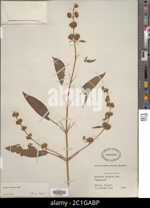 Buddleja sessiliflora Kunth Stock Photo - Alamy