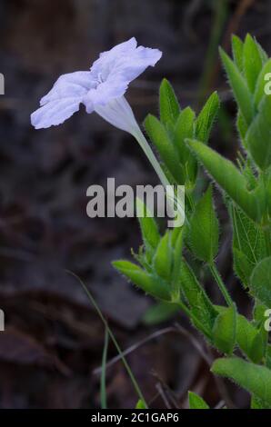 Prairie Petunia, Ruellia humilis Stock Photo - Alamy