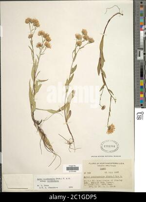 Symphyotrichum occidentalis Symphyotrichum occidentalis Stock Photo - Alamy