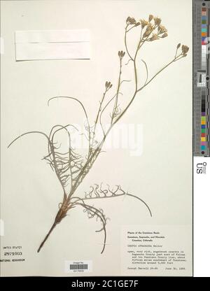 Crepis atribarba A Heller Stock Photo - Alamy