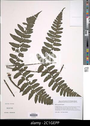 Cornopteris opaca D Don Tagawa Cornopteris opaca D Don Tagawa Stock ...