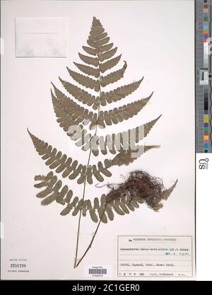 Cornopteris decurrentialata Hook Nakai Stock Photo - Alamy