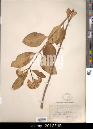 Asclepias variegata Asclepias variegata Stock Photo - Alamy