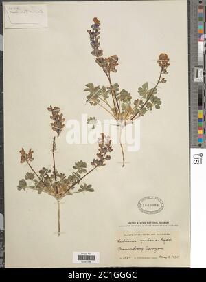 Lupinus pusillus subsp rubens Rydb DB Dunn Stock Photo - Alamy