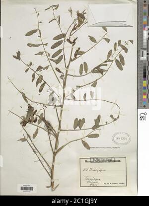 Indigofera sp Indigofera sp Stock Photo - Alamy