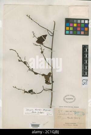 Illigera thorelii Gagnep Illigera thorelii Gagnep Stock Photo - Alamy