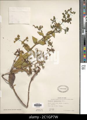 Hedyotis megalantha Merr Stock Photo - Alamy