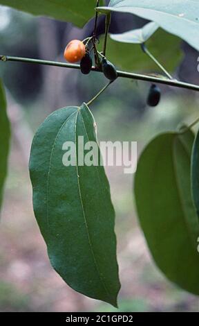 Abuta grandifolia Mart Sandwith Stock Photo - Alamy