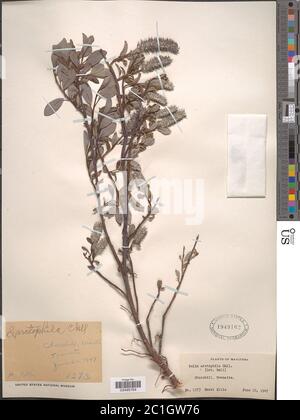 Salix arctophila Cockerell Stock Photo - Alamy