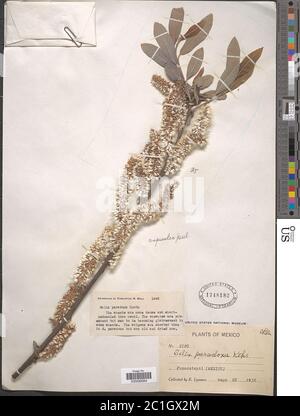 Salix paradoxa Kunth Salix paradoxa Kunth Stock Photo - Alamy