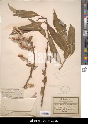 Salix bonplandiana Kunth Salix bonplandiana Kunth Stock Photo - Alamy