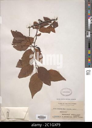 Alnus formosana Alnus formosana Stock Photo - Alamy