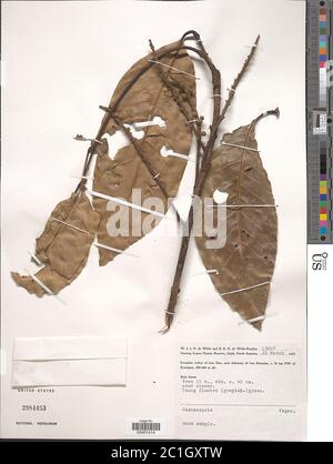 Castanopsis sp Castanopsis sp Stock Photo - Alamy