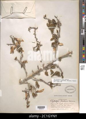 Phyllostylon rhamnoides J Poiss Taub Phyllostylon rhamnoides J Poiss ...