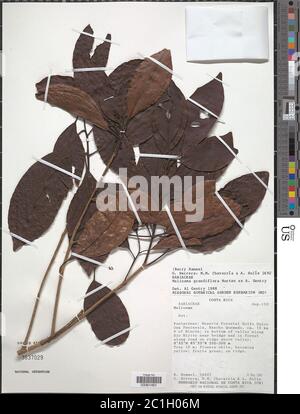 Meliosma grandiflora CV Morton ex AH Gentry Stock Photo - Alamy