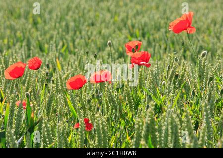 Belgian WWI soldiers in field attending last mass before battle at ...
