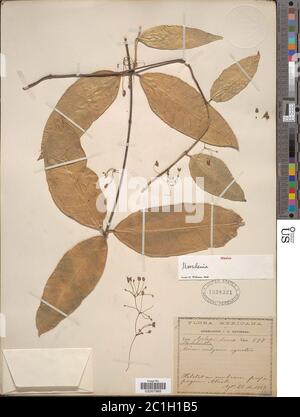 Marsdenia sp Marsdenia sp Stock Photo - Alamy