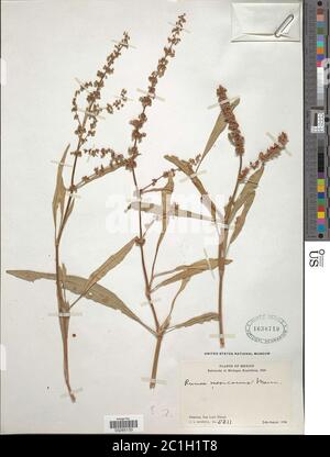 Rumex mexicanus Meisn Rumex mexicanus Meisn Stock Photo - Alamy