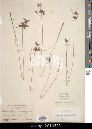 Cyperus globosus Forssk Cyperus globosus Forssk Stock Photo - Alamy