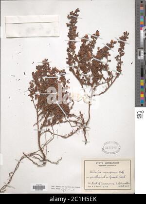 Hibbertia inconspicua Ostenf Stock Photo - Alamy