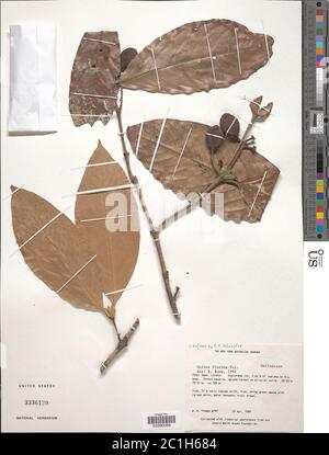 Quiina florida Poepp ex Tul Stock Photo - Alamy