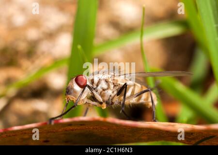 Young newborn house fly - housefly baby Stock Photo - Alamy