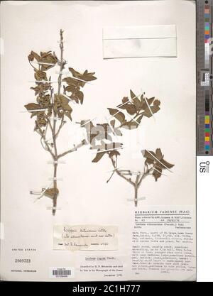 Lippia kituiensis Vatke Stock Photo - Alamy