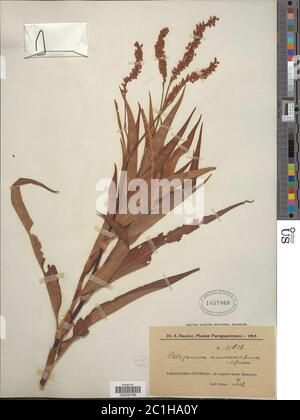 Polygonum acuminatum Kunth Stock Photo - Alamy