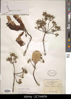 Alstonia boonei De Wild Alstonia boonei De Wild Stock Photo - Alamy