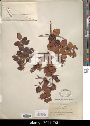 Bush Plum (Carissa spinarum Stock Photo - Alamy