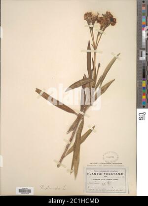 An oleander plant (Nerium oleander): flowering stem. Coloured ...