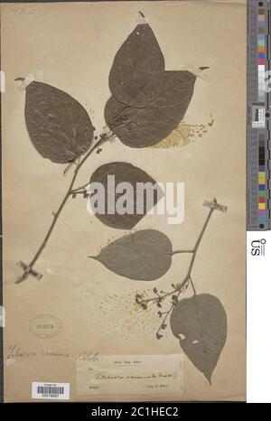 Cyclea acuminata Cyclea acuminata Stock Photo - Alamy