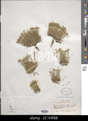 Minuartia groenlandica Minuartia groenlandica Stock Photo - Alamy
