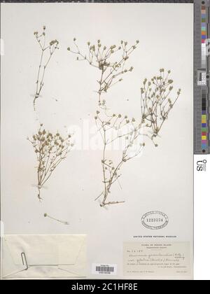 Minuartia groenlandica Minuartia groenlandica Stock Photo - Alamy